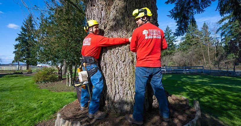Sequoia Tree Service: Expert Tree Care in Portland